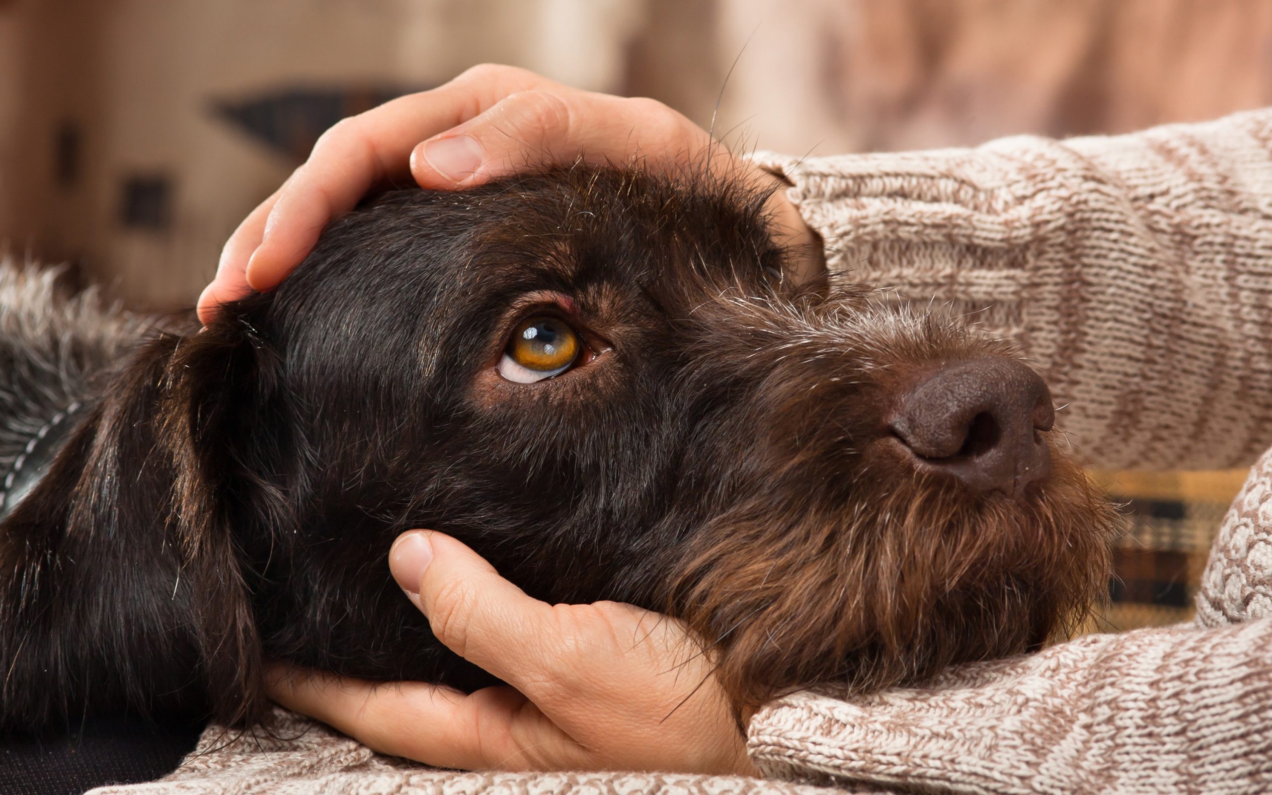 How dogs can help mental health | Psychologies