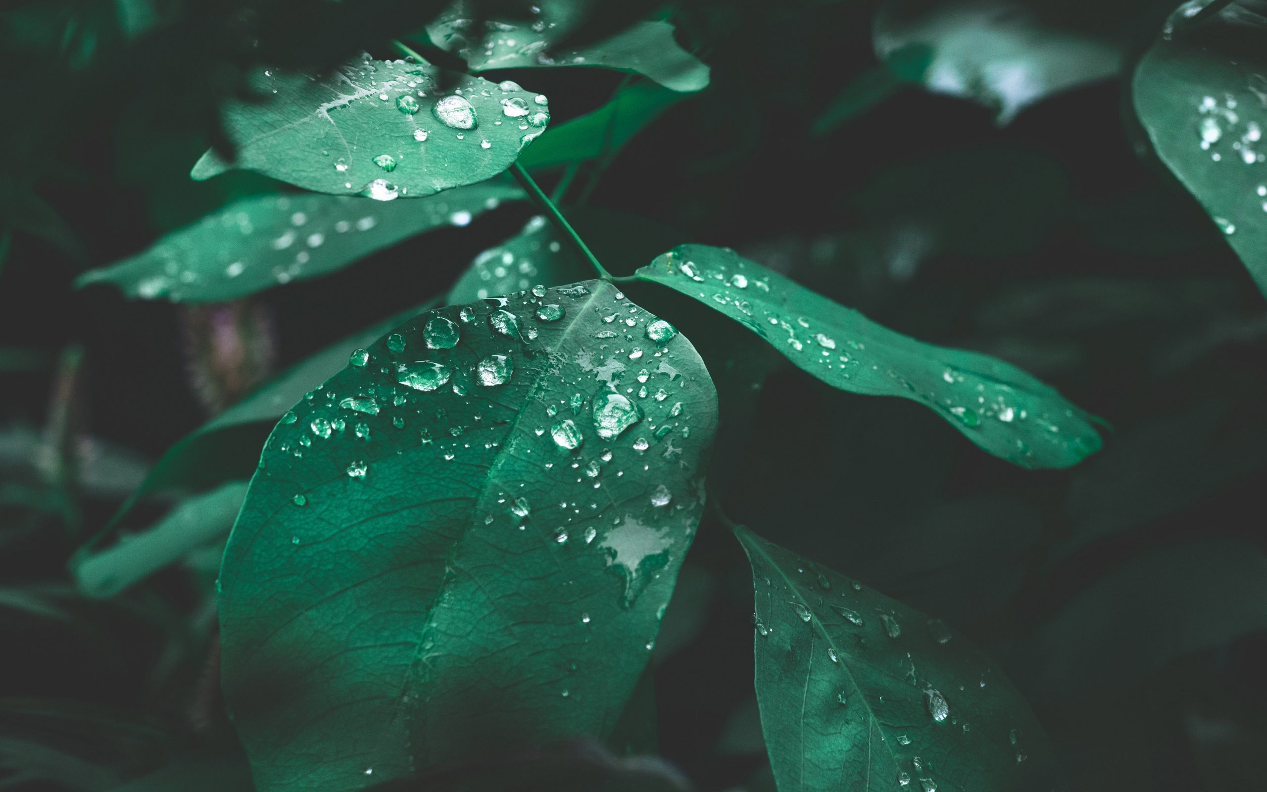 5 ways to use nature to heal yourself | Psychologies